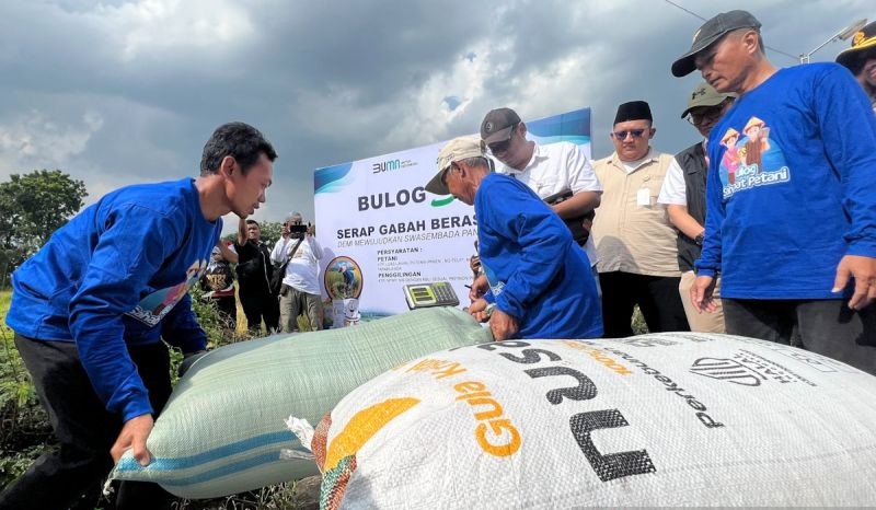 Harga Gabah Lokal Capai Rp6.566/ kg, Cukupkah untuk Menutupi Ongkos ...