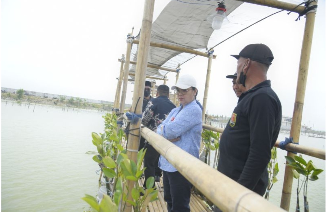 Wisata Alam ala Semarang: Tambakrejo Bersolek dengan Mangrove!
