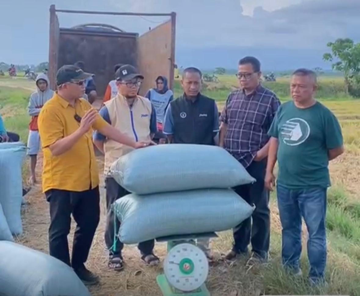 Gabah Petani Konawe Belum Terserap, Bulog Langsung Bergerak