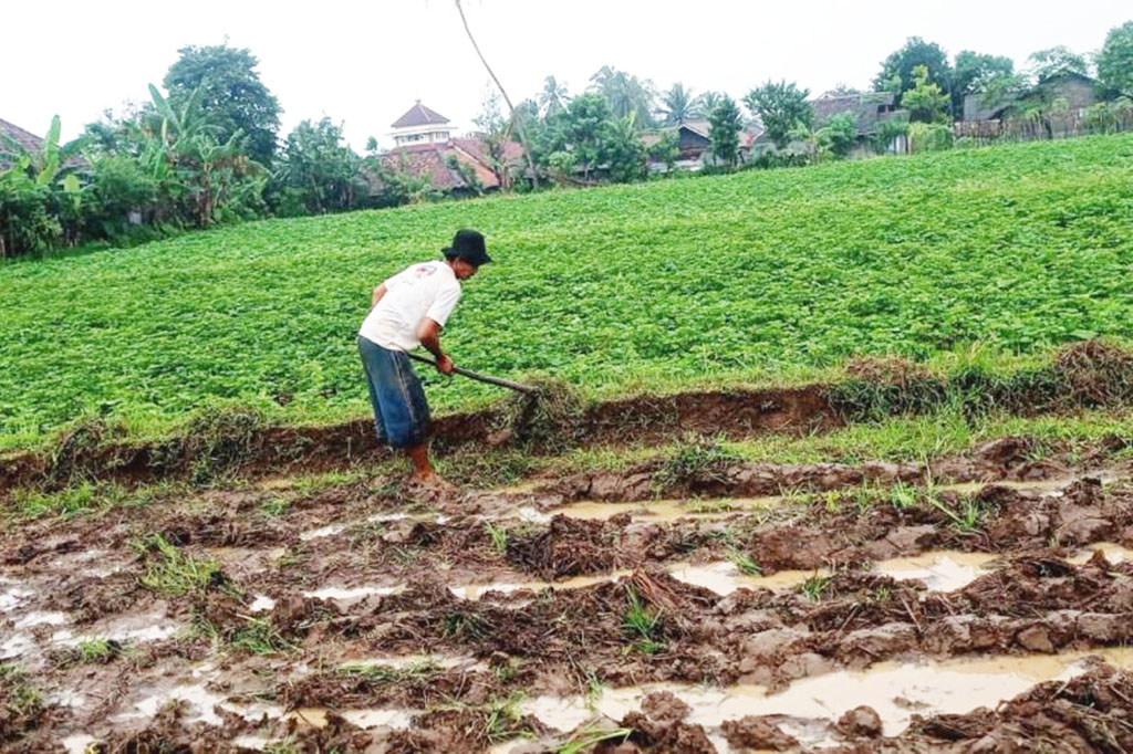 Petani Menes Pandeglang Mulai Garap Tanam Ubi Jalar
