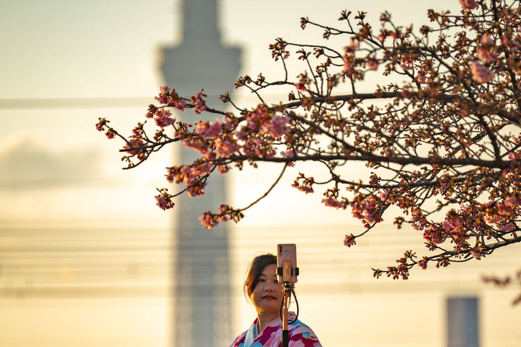 Bunga di Tokyo Kini Tumbuh di Tanah Hasil Dekontaminasi Fukushima