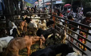 Harga Kambing dan Sapi Kurban 2026 Terbaru, Penjualan di Jakarta Tembus ...